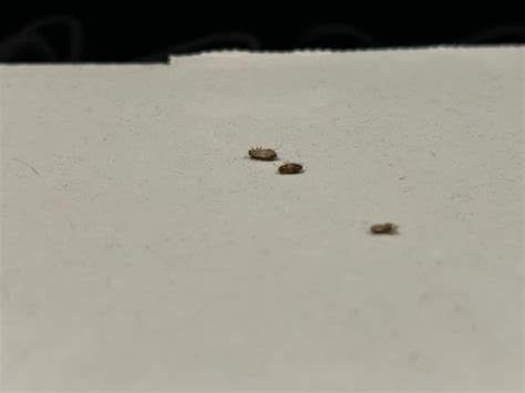 Can You Please Help Id These Exoskeleton Bug Husks R Whatisthisbug