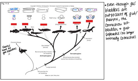 Unit 3 Exam Respiratory System Diagram Quizlet