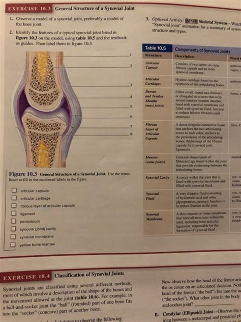 Solved EXERCISE General Structure Of A Synovial Joint Chegg Com