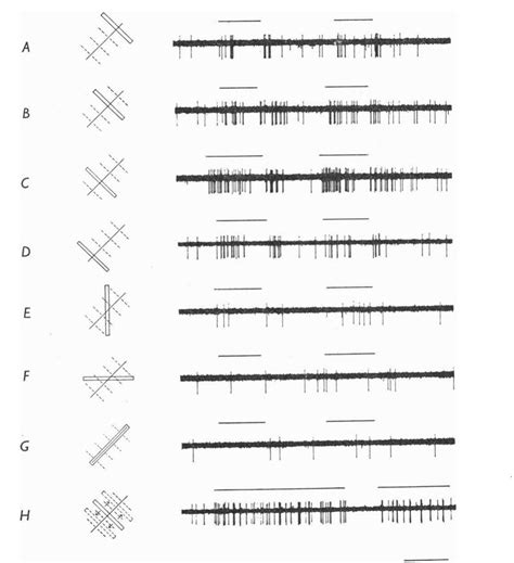 pdf receptive fields binocular interaction and functional