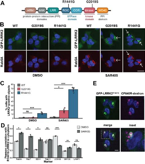 Vps34 Inhibition Reveals Mutant Dependent Lrrk2 Localization On Download Scientific Diagram