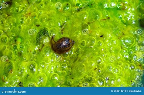 Gastropod Mollusk On The Surface Of Algae Freshwater Algae Spirogyra Release Oxygen Into The