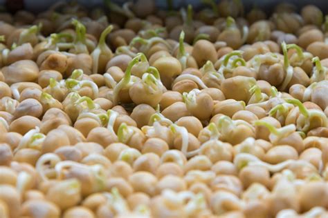 특별한 트레이에 씨앗의 발아 마이크로 그린을 위한 그리드가 있는 트레이 콩나물 슈퍼아 종완두콩 씨앗 정확하고 건강한 식단 일년 내내 창에 녹지 비타민 공급 0명에 대한 스톡