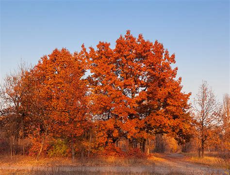 How To Grow A Red Oak Tree A Step By Step Guide