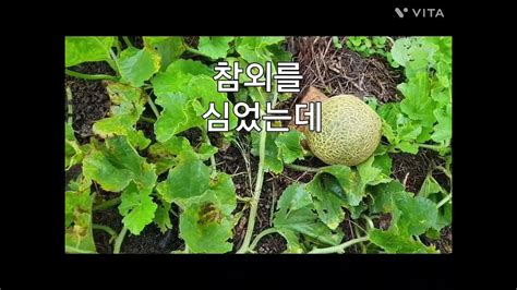 멜론 참외 참외 맞냐 참외를 심었는데 Youtube