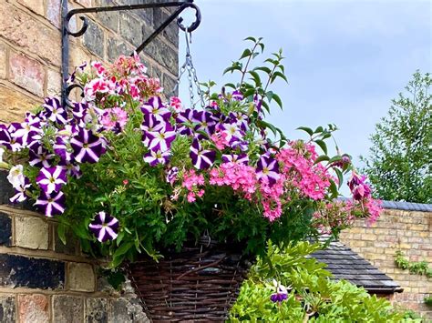 Types Of Hanging Flowers