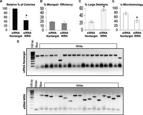 Down Regulation Of Wrn Decreases The Efficiency Of End Joining And Download Scientific Diagram