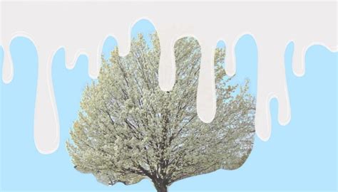 A Tree That Smells Like Well Um The Frisky