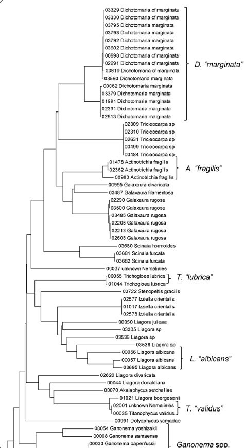 Neighbor Joining Tree Of Upa Sequences Of The Nemaliales Sequence Download Scientific Diagram