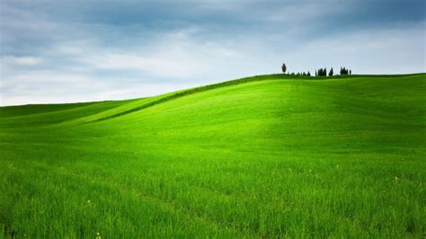 Trees Field Wallpapers Wallpaper Cave