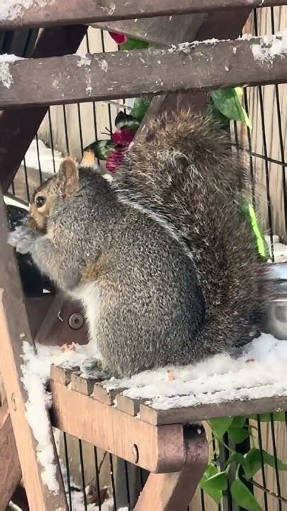 Little Moments Like This 🎄🐿️ ️ Backyard Bunch Squirrel Birds Nature Cute Wildlife Youtube