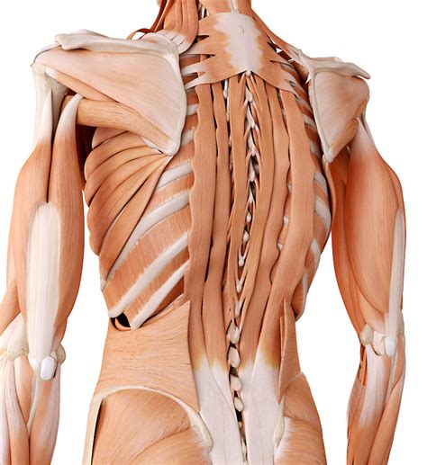 The Erector Spinae An Msr Approach