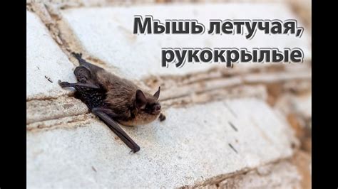Мышь летучая рукокрылые малоярославец Youtube