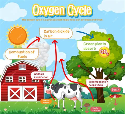Free Vector Oxygen Cycle Diagram For Science Education