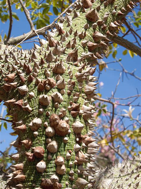 Pink Silk Floss Tree Chorisia Speciosa Urbantropicals