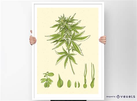 Weed Vector