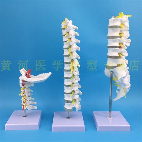 醫學教具 人體脊柱模型成人11比例自然大脊椎模型帶頸椎胸椎尾椎骨骼模型 人體模型 SSS 蝦皮購物