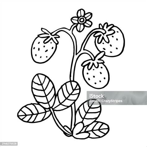 꽃과 과일을 가진 손으로 그린 딸기 식물 흰색 배경에 고립된 그림입니다 어린이를 위한 딸기 색칠하기 책 또는 페이지입니다 개체 그룹에 대한 스톡 벡터 아트 및 기타 이미지