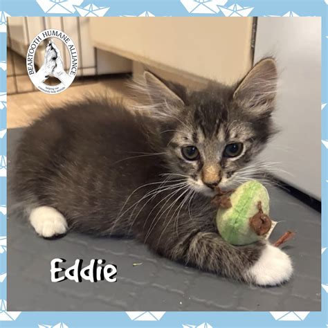 Beartooth Humane Alliance Beartooth Humane Alliance