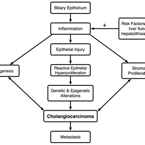 Anatomic Classification Of Cholangiocarcinoma Cc Ccs Are Classified Download Scientific