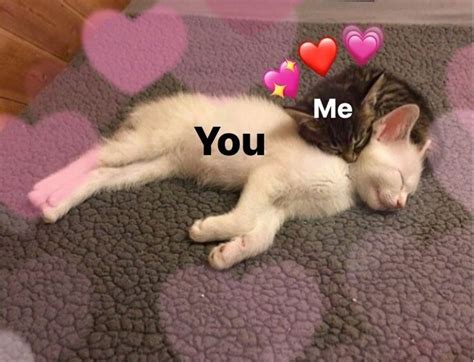 Pinterest Cute Love Memes Cute Cat Memes Cute Memes