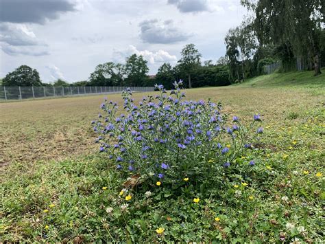 Grass Nature Meadow Free Photo On Pixabay Pixabay