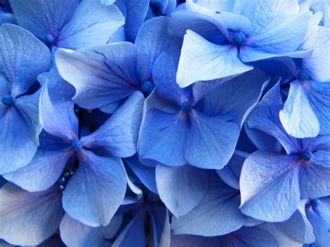 Are Blue Flowers Real