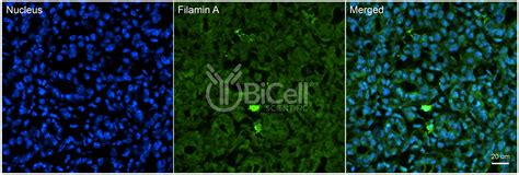 Filamin A Flna Antibody Bicell Scientific®