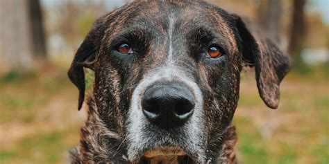 What Is Portrait Mode On An Iphone And How Do You Use It