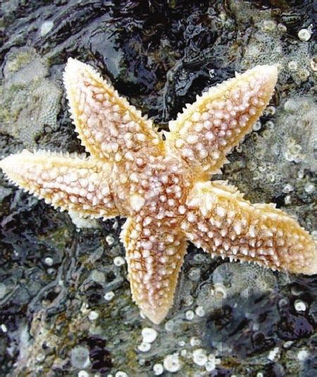 Phylum Echinodermata