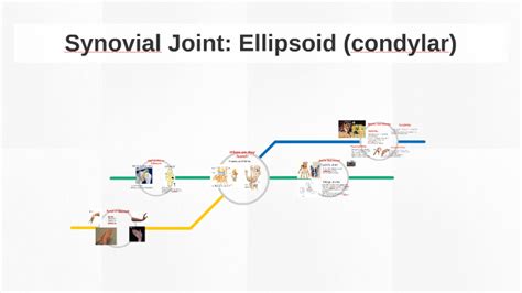 Synovial Joint Ellipsoid Condylar By Cassidy Rowe