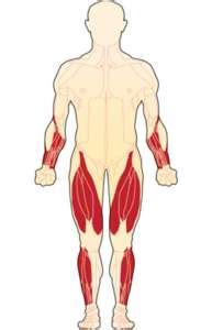 Inclusion Body Myositis Myositis Support And Understanding