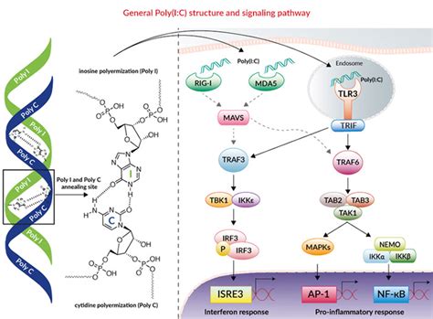 Polyic Lmw Synthetic Dsrna Invivogen