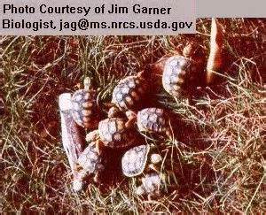 Gopher Tortoise Page