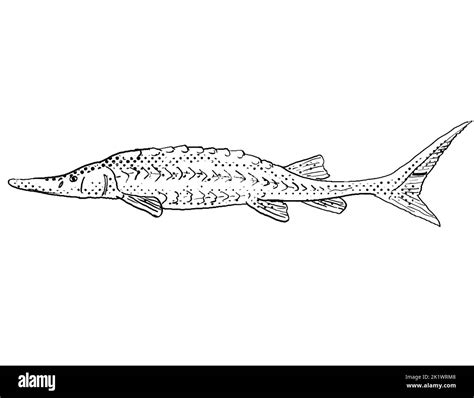 Lake Sturgeon Drawing 571 Lake Sturgeon Stock Vectors And Vector Art