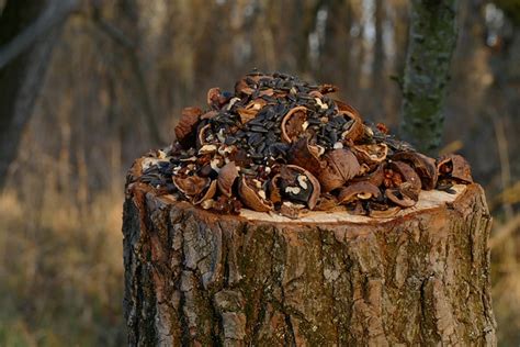 Tree Nuts Tribe Free Photo On Pixabay Pixabay