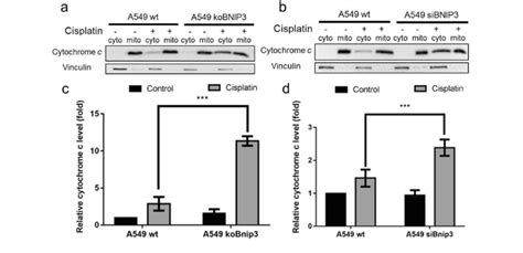 The Level Of Cytochrome C In Cytosolic Cyto And Mitochondrial Mito