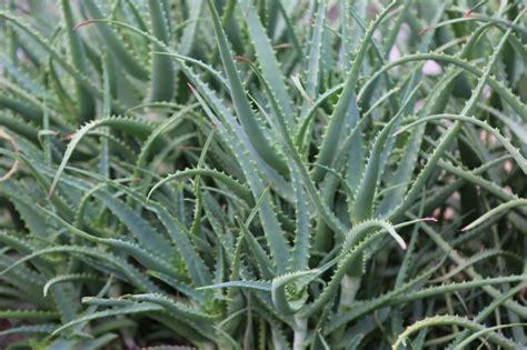 피부에 좋은 먹어도 좋아은 알로에 아보레센스 효능과 번식 먹는방법 참 많아요 네이버 블로그