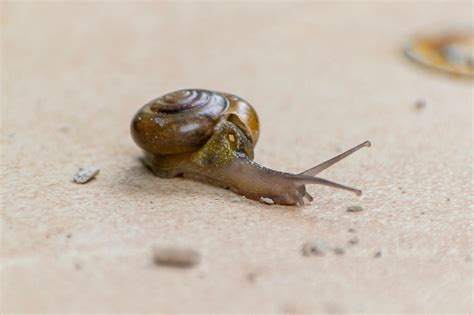 Snail Shell Animal Free Photo On Pixabay Pixabay Snail Shell Animal Free Photo On Pixabay Pixabay