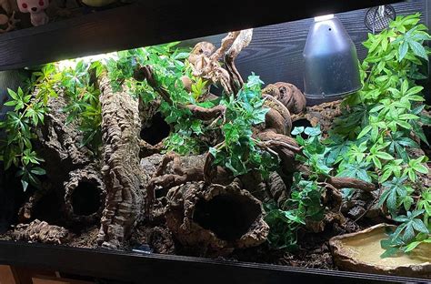 Ball Python Lighting And Heating Requirements The Ultimate Guide Reptile Care Elysian Of Wild