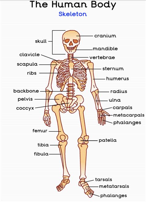 Part 1 Name The Bones Mr Niemis Science
