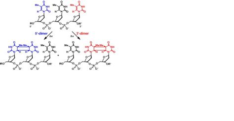 Tt Dimer Formation In Dna Hairpins Possessing Ttt Triads Effect Of Flanking Purines Pps Blog