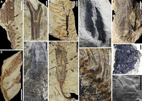The Most Extensive Devonian Fossil Forest With Small Lycopsid Trees