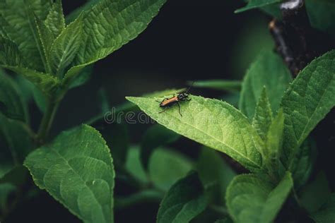 Bug On The Green Hydrangea Leaf Stock Image Image Of Nature Macro 201070215