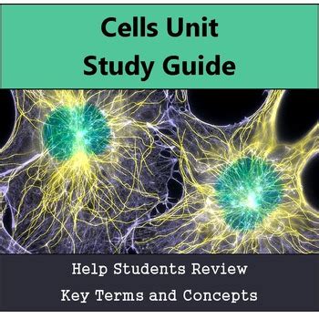 Cell Unit Study Guide By S J Brull Teachers Pay Teachers