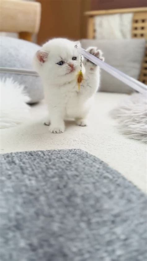 지금은 자유시간🤭 따로따로 노는거같으면서도 서로 잘어울려 노는 귀염둥이들💕 먼치킨숏레그 고양이분양 먼치킨분양 랙돌분양