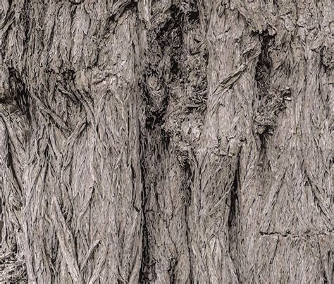 Tree Bark Texture Macro Vectors Illustrations For Free Download