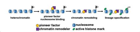 Figure Pioneer Factors Drive Lineage Specification Schematic Model Download Scientific Diagram