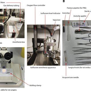 Critical Surgical Steps During The Oviduct Embryo Transfer Into A Rat