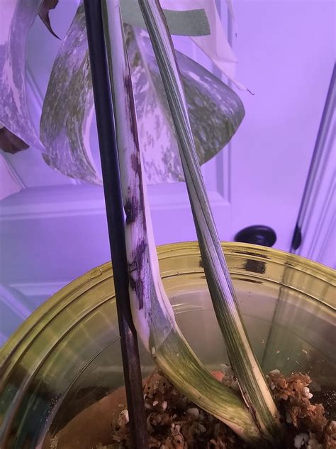 Stem Rot Rhouseplants Stem Rot Rhouseplants